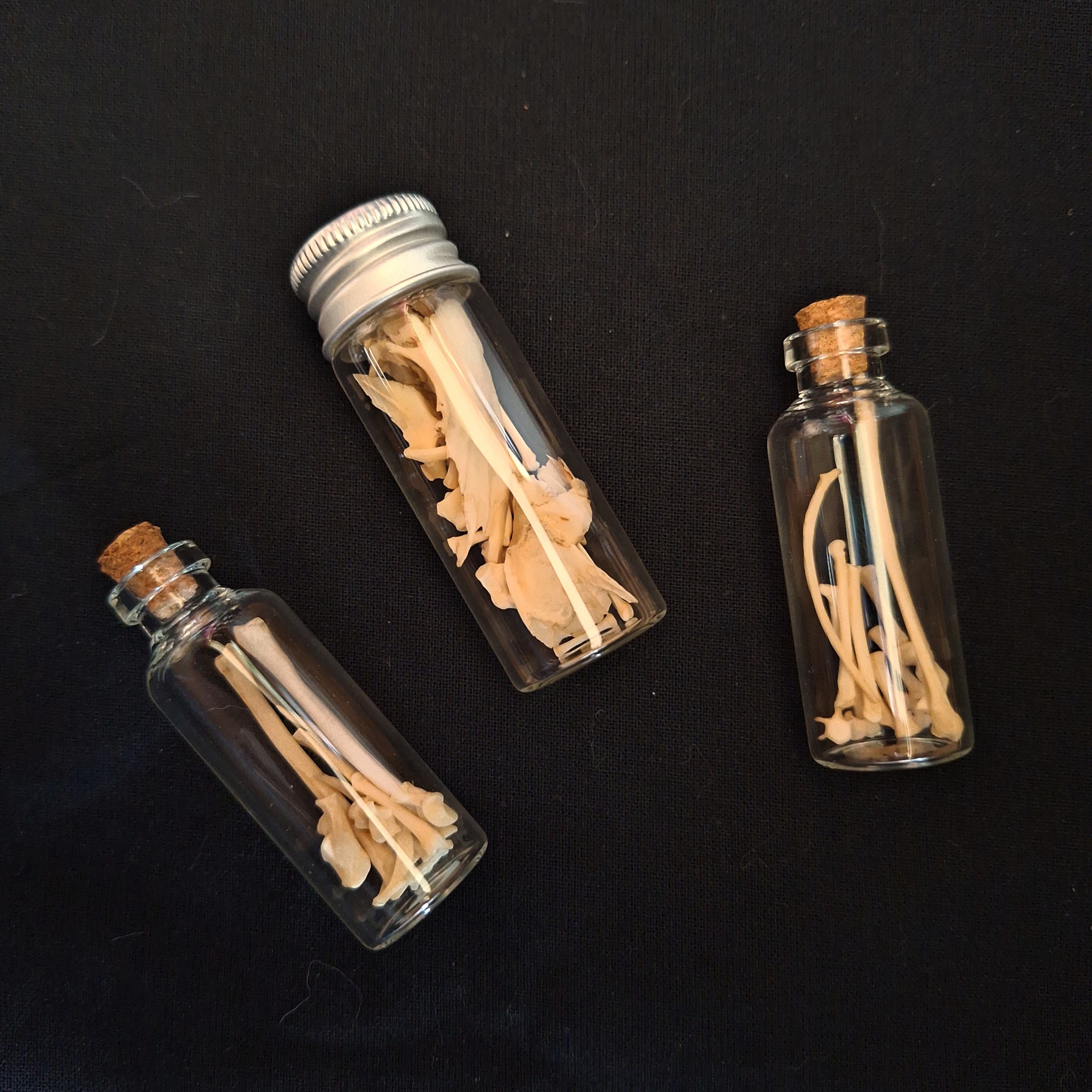 Oddities Jars – Odd Moth Craft & Curio